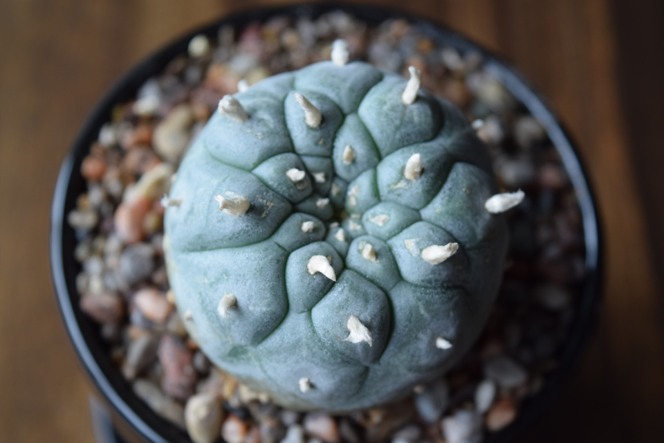 Peyote Lophophora Cactus Plants for Sale - Cactus Kingdom