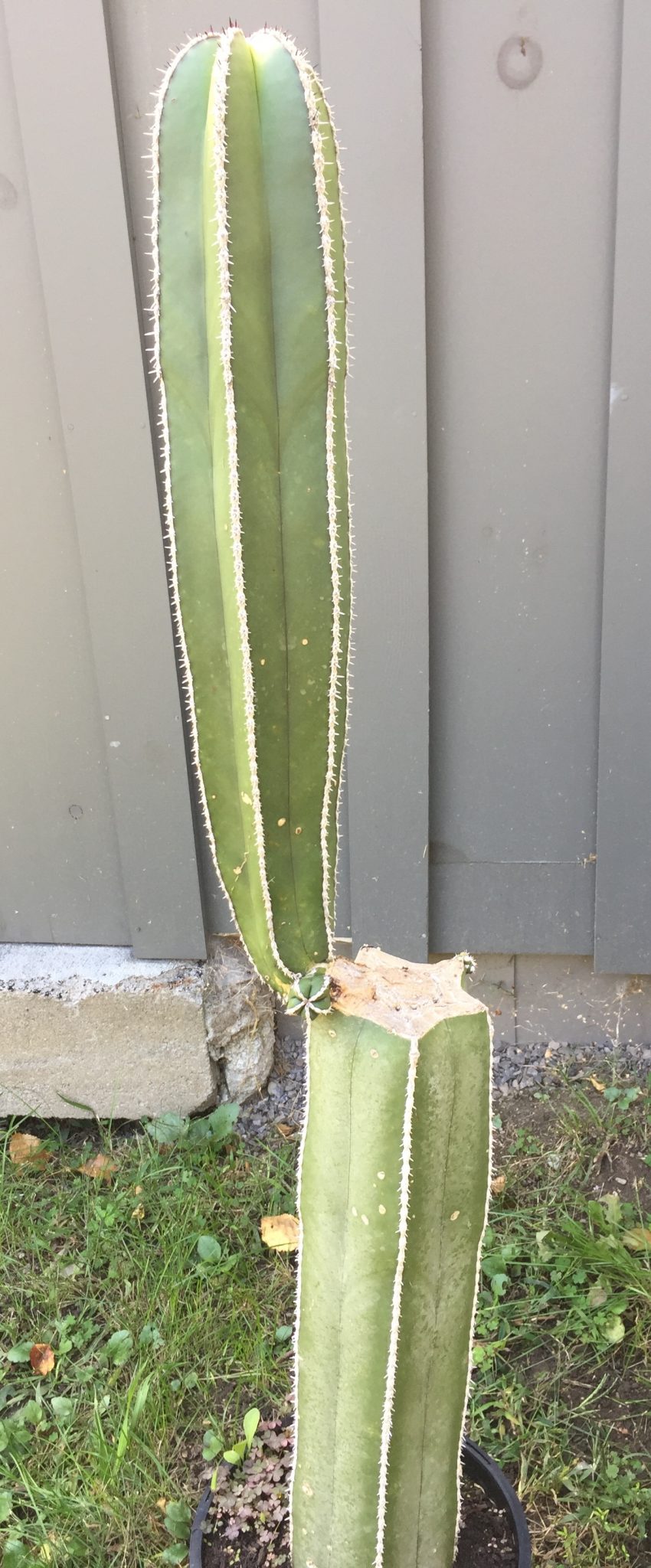 Pachycereus Marginatus Cactus | Mexican Fence Post Cacti - Cactus ...