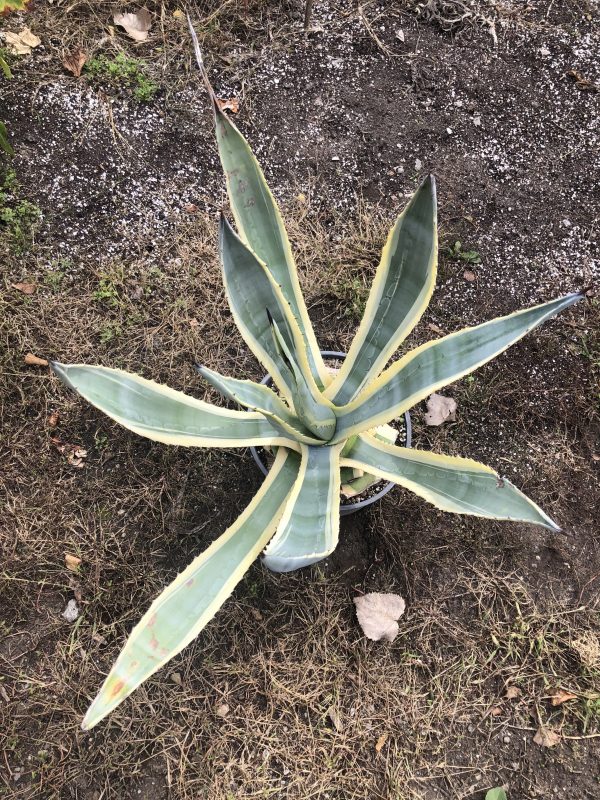 Agave Americana Yellow Edge | Variegated Agave - Cactus Kingdom Cacti ...
