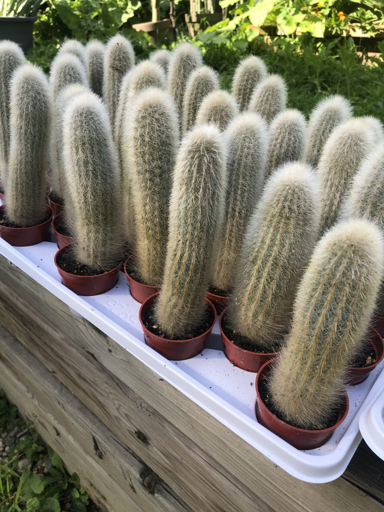 Silver Torch Cactus | Cleistocactus Strausii - Cactus Kingdom
