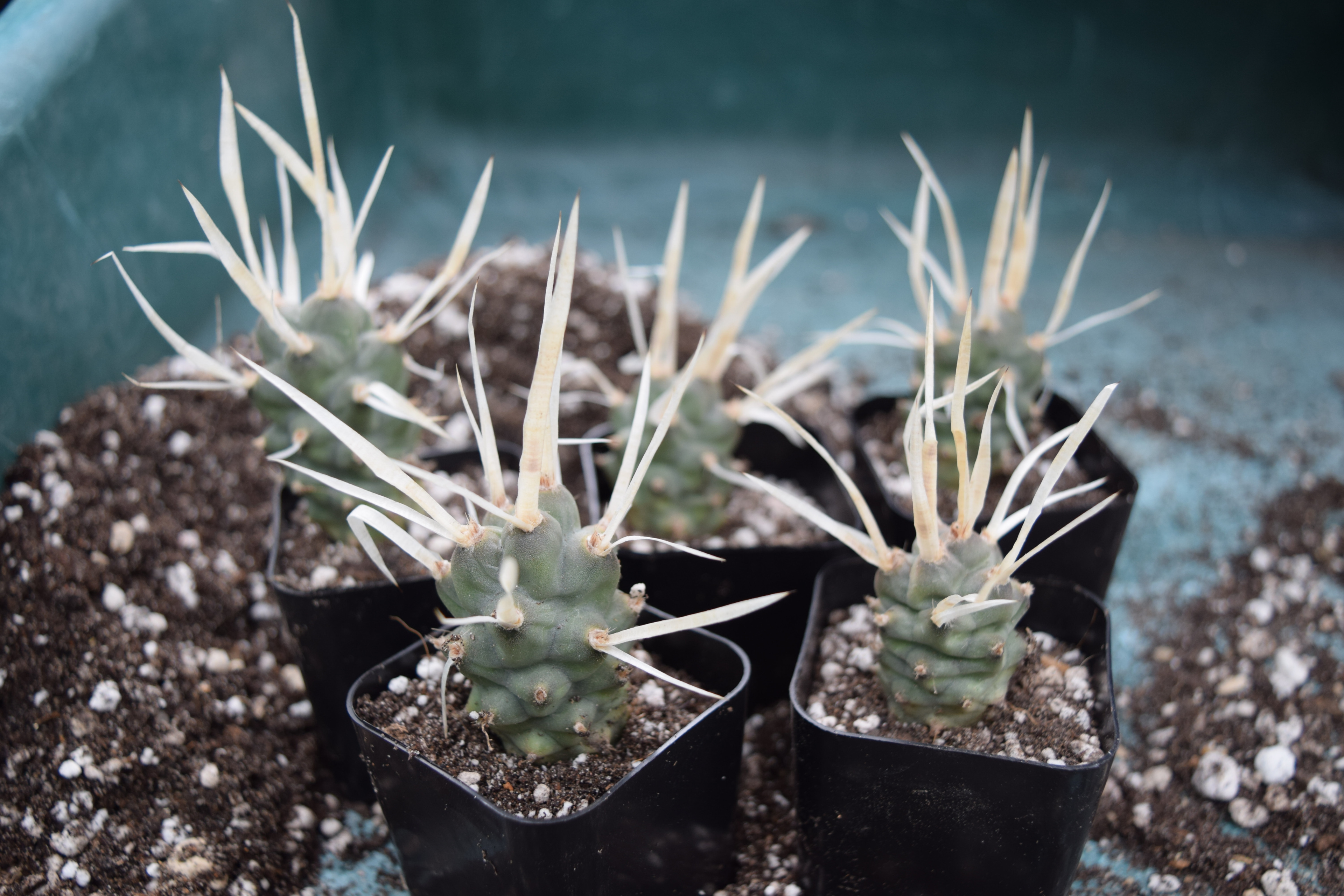 Tephrocactus articulatus var. papyracanthus | Paper Spine Cactus ...
