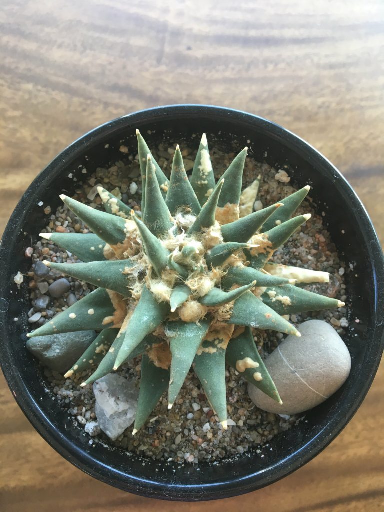 Ariocarpus Trigonus Cactus - Cactus Kingdom Cacti and Succulents