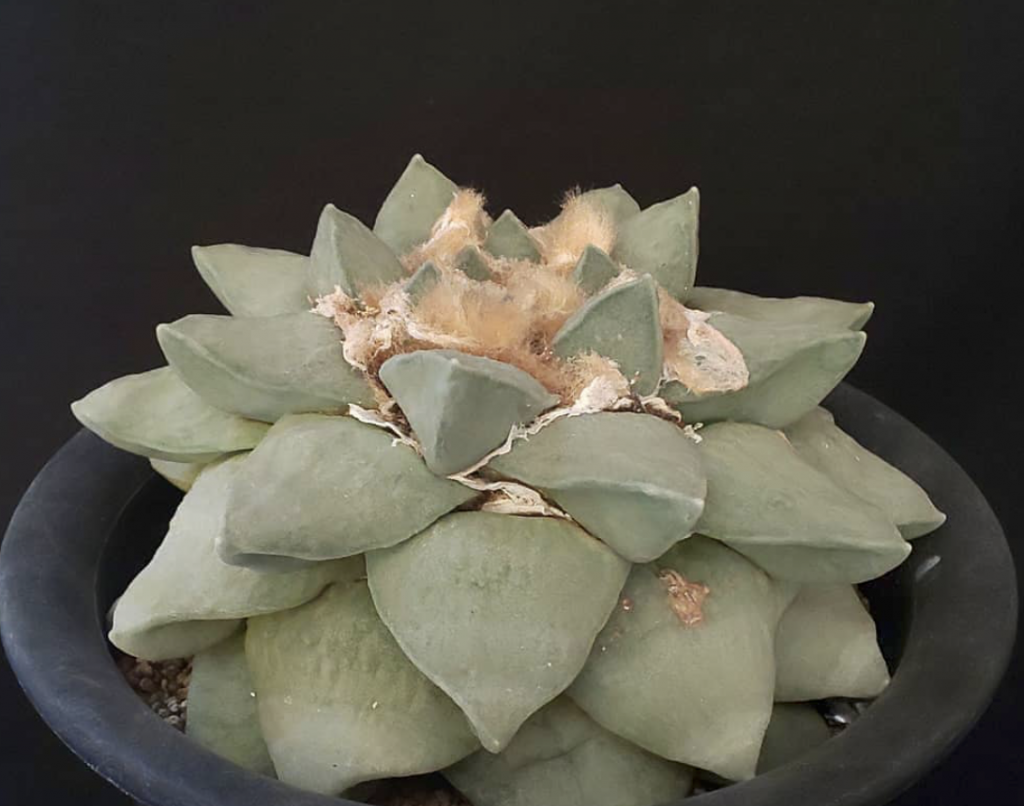 Ariocarpus Furfuraceus Cactus Seeds - Cactus Kingdom