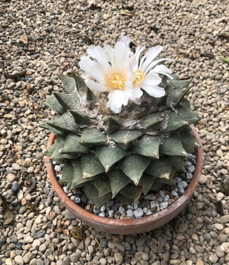 Ariocarpus Furfuraceus var. Rostratus Cactus Seeds