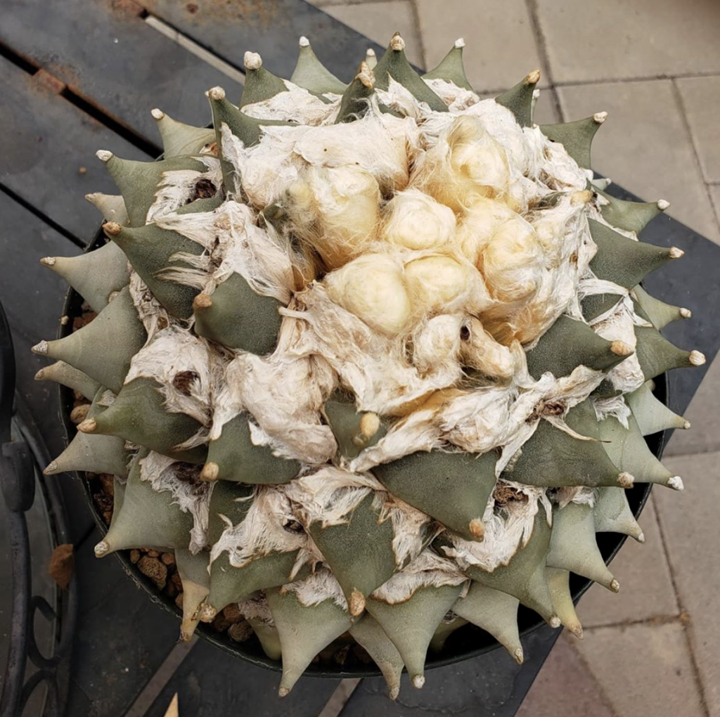 Ariocarpus Furfuraceus Cactus Seeds - Cactus Kingdom