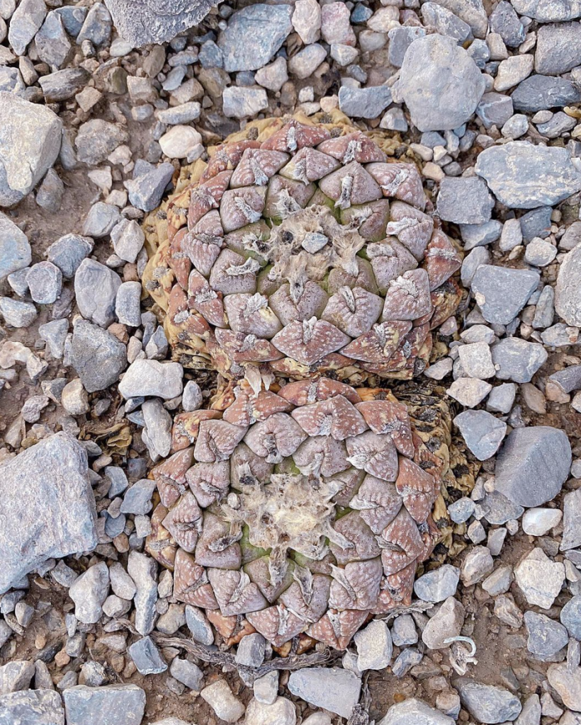 Ariocarpus Fissuratus Cactus Seeds - Cactus Kingdom
