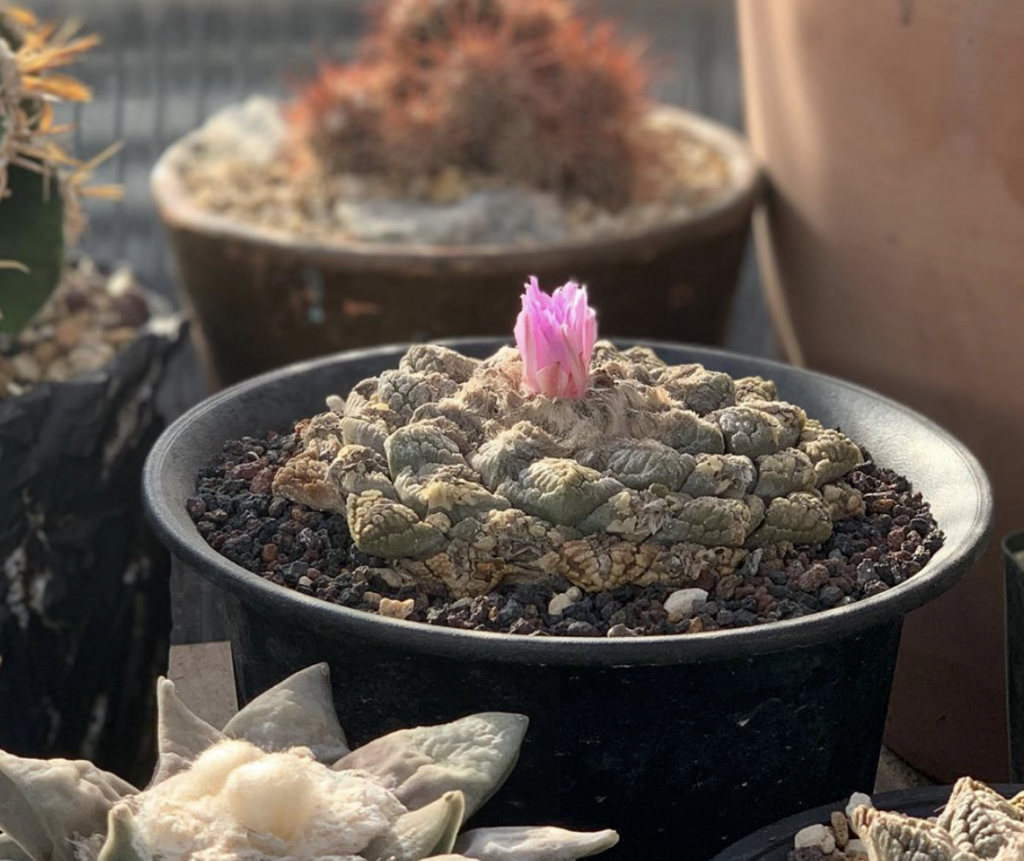 Ariocarpus Fissuratus Cactus Seeds - Cactus Kingdom Cacti and Succulents