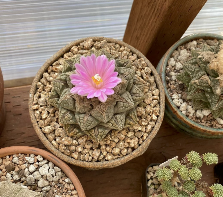 Ariocarpus Fissuratus Cactus Seeds - Cactus Kingdom