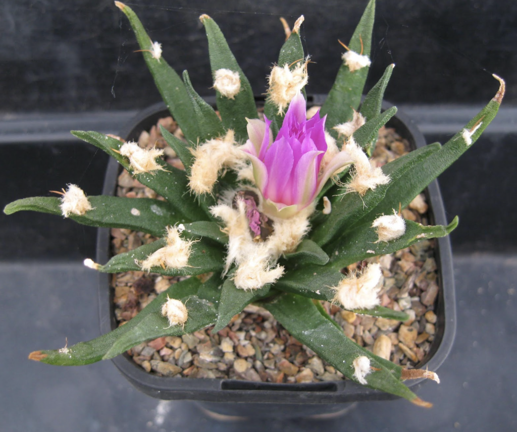 Ariocarpus Agavoides Cactus Seeds - Cactus Kingdom