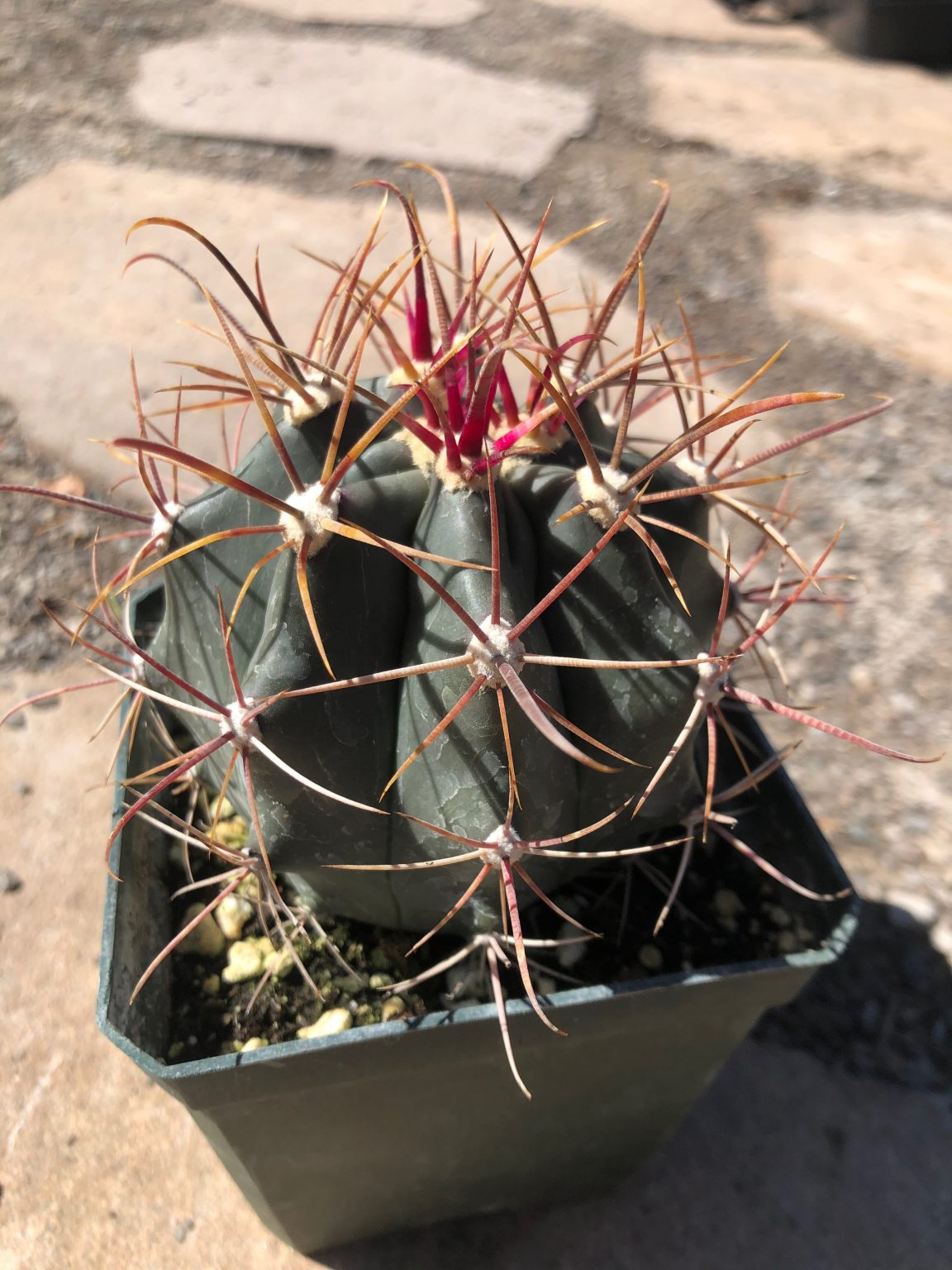 Ferocactus Emoryi Cactus - Cactus Kingdom Cacti and Succulents