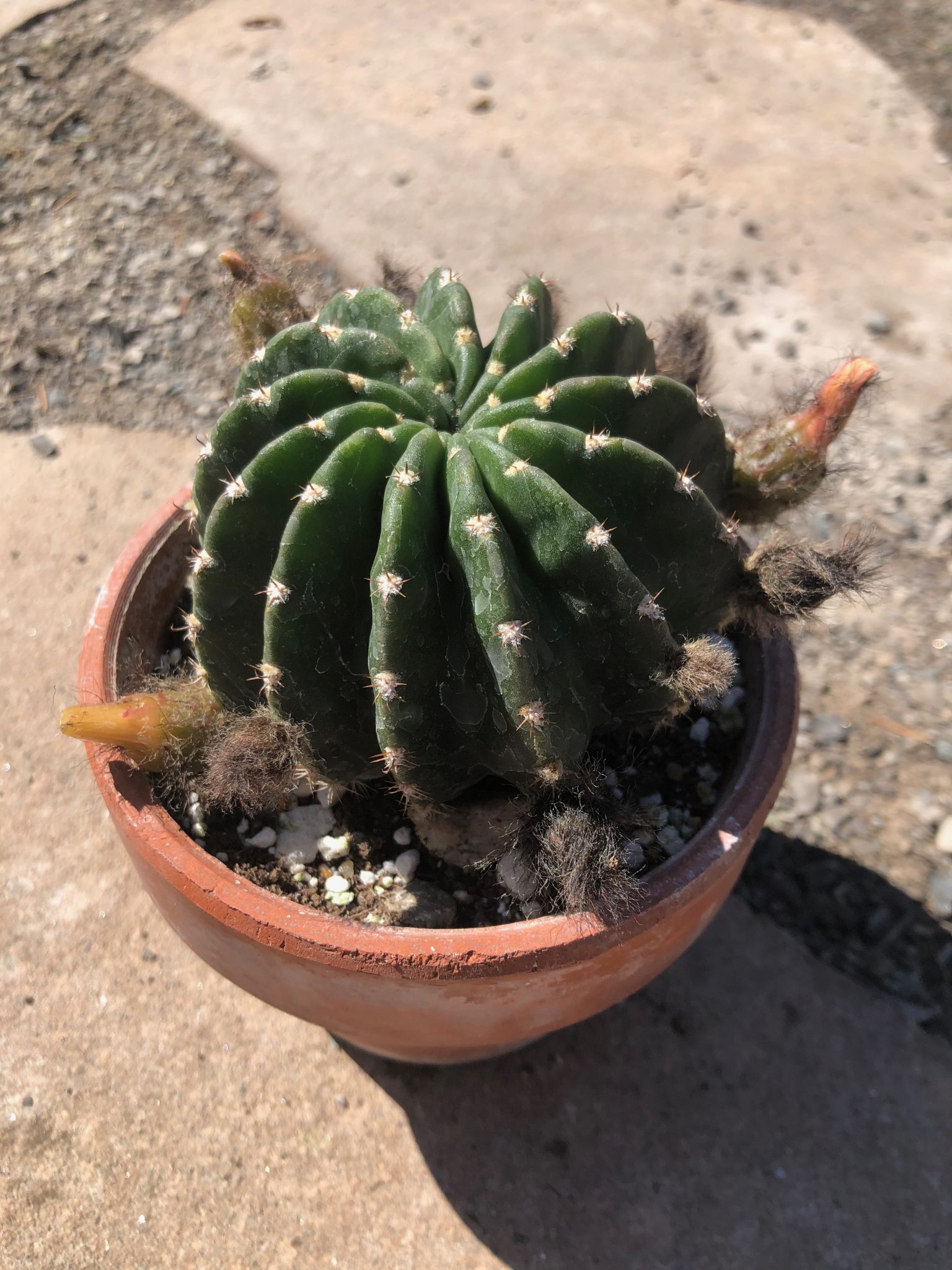 Echinopsis Hybrid - Cactus Kingdom Cacti and Succulents