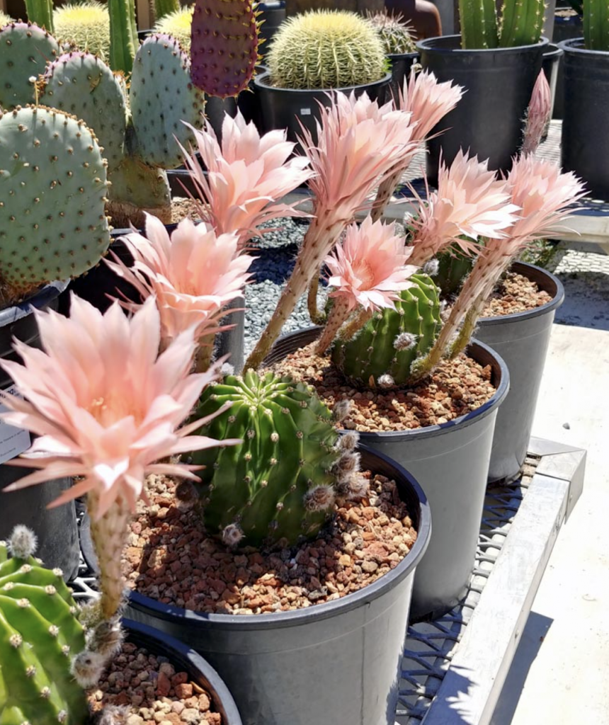 Echinopsis Hybrid - Cactus Kingdom Cacti and Succulents