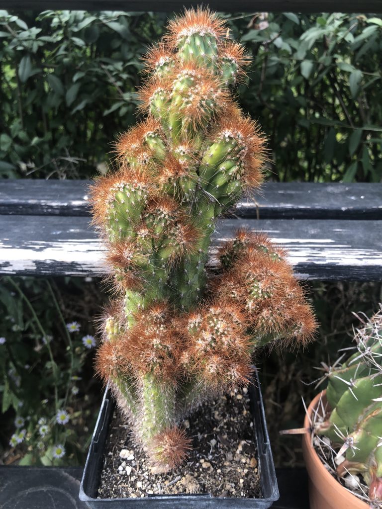 Cereus Peruvianus Monstrose Cactus - Cactus Kingdom Cacti and Succulents