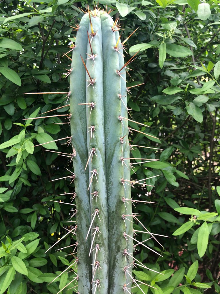 Peruvian Torch | Trichocereus Peruvianus Cactus Cutting | Fine Specimen ...