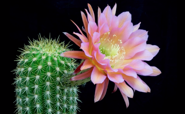 Lobivia Cactus Seed Mix - Cactus Kingdom