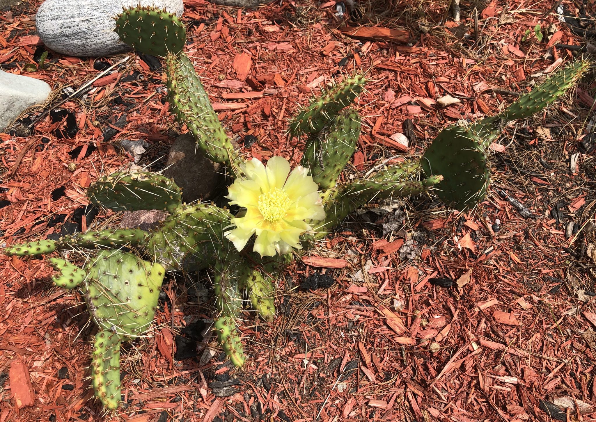 Prickly Pear Opuntia |Opuntia Polycantha | Cold Hardy Cactus - Cactus ...