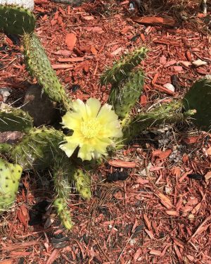 Cold Hardy Cacti Archives - Cactus Kingdom Cacti and Succulents