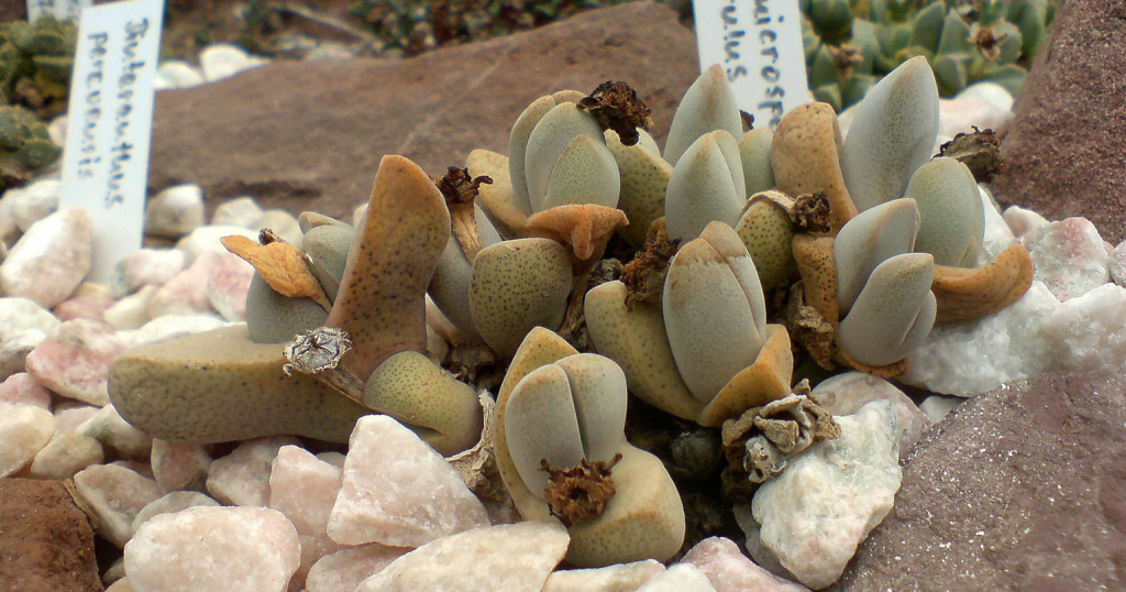 Dinteranthus Microspermus Puberulus Succulent Seeds - Cactus Kingdom