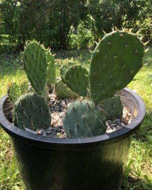 Cold Hardy Cacti Archives - Cactus Kingdom Cacti and Succulents