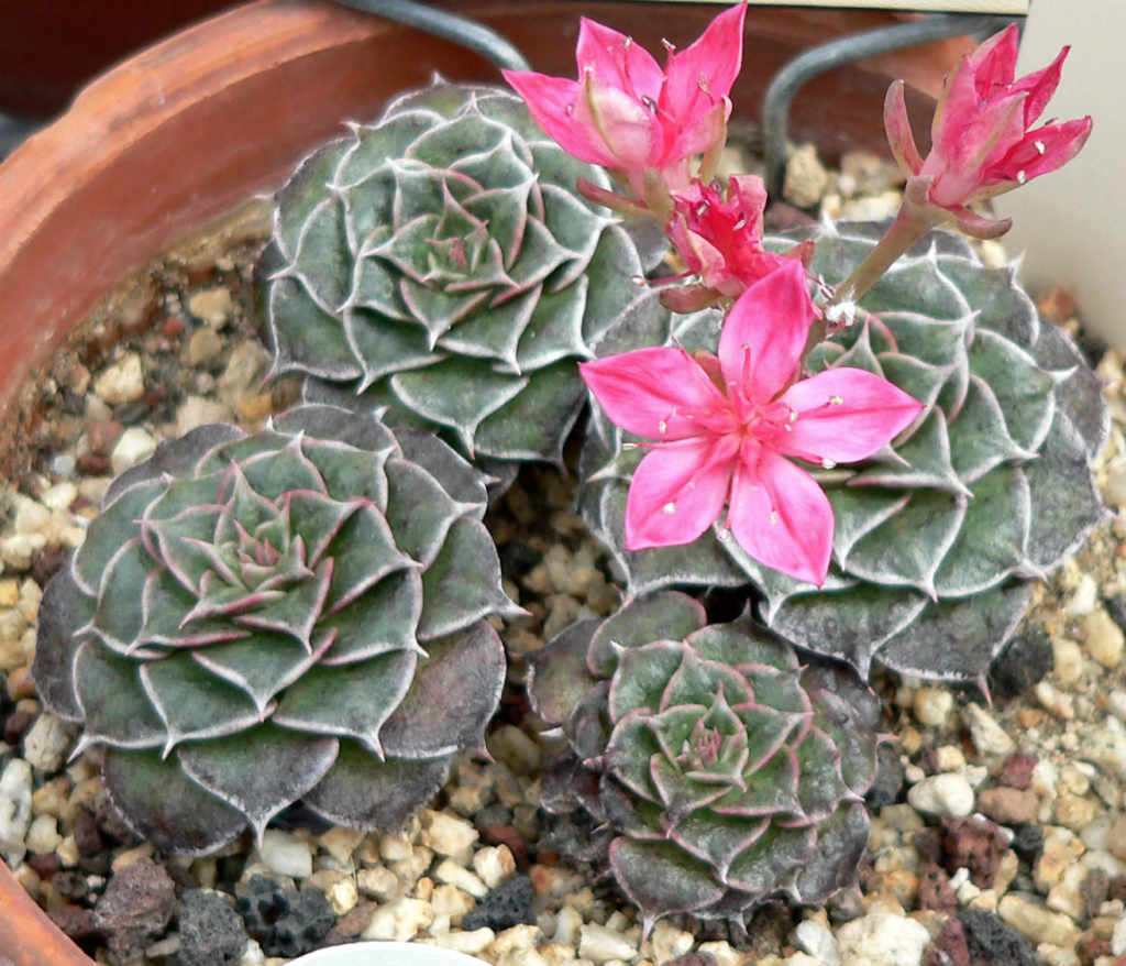 Graptopetalum Bellum Succulent Seeds - Cactus Kingdom Cacti and Succulents
