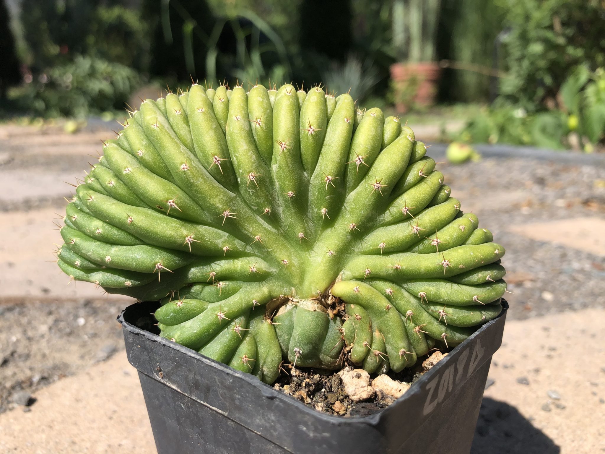 Trichocereus Pachanoi f. Cristata | Crested San Pedro Cactus - Cactus ...