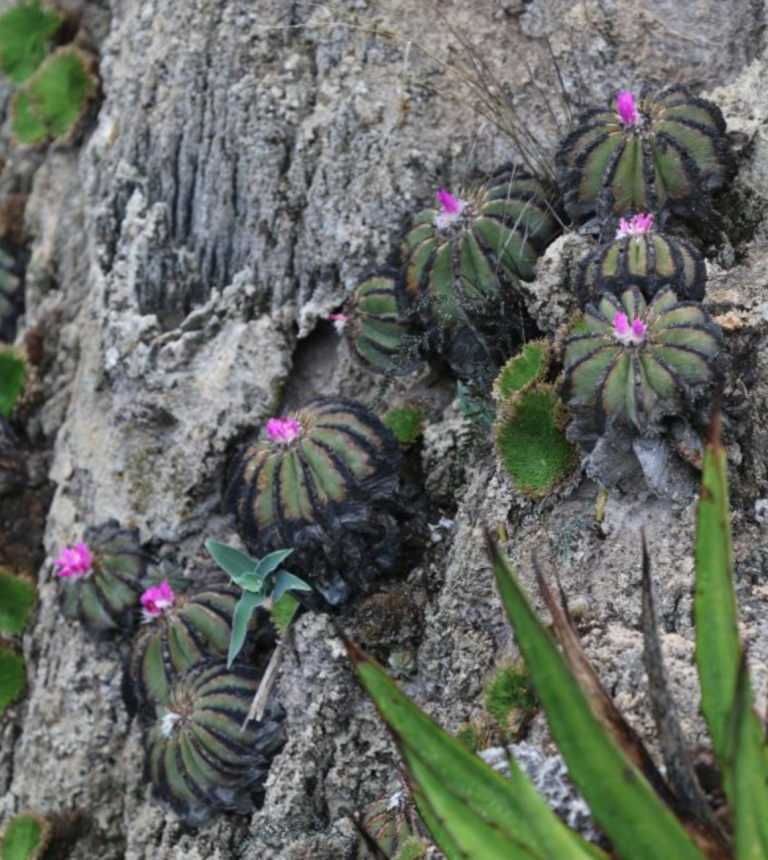 Aztekium Hintonii Cactus Seeds - Cactus Kingdom Cacti and Succulents