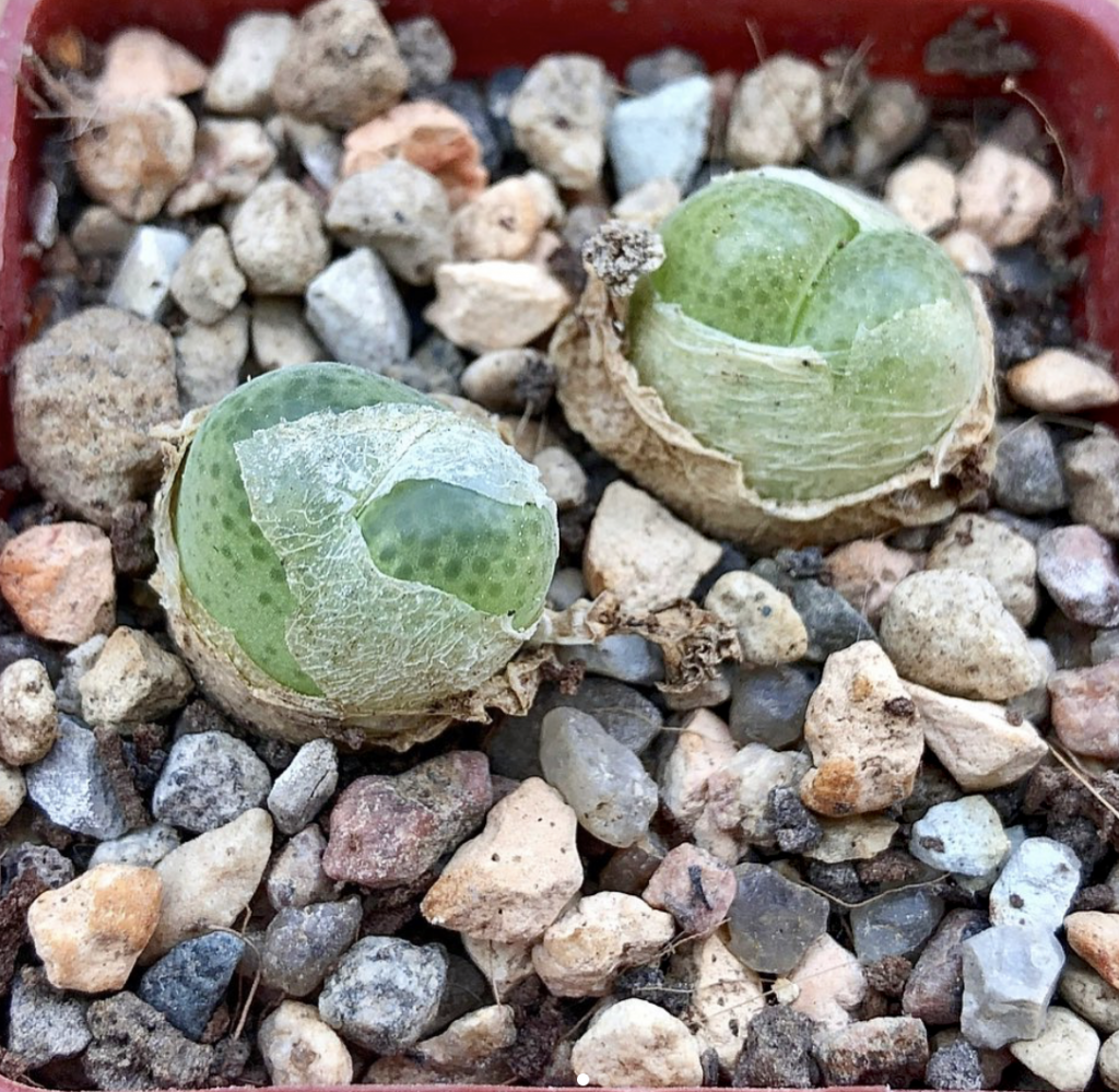 Conophytum Subfenestratum Seeds - Cactus Kingdom Cacti and Succulents
