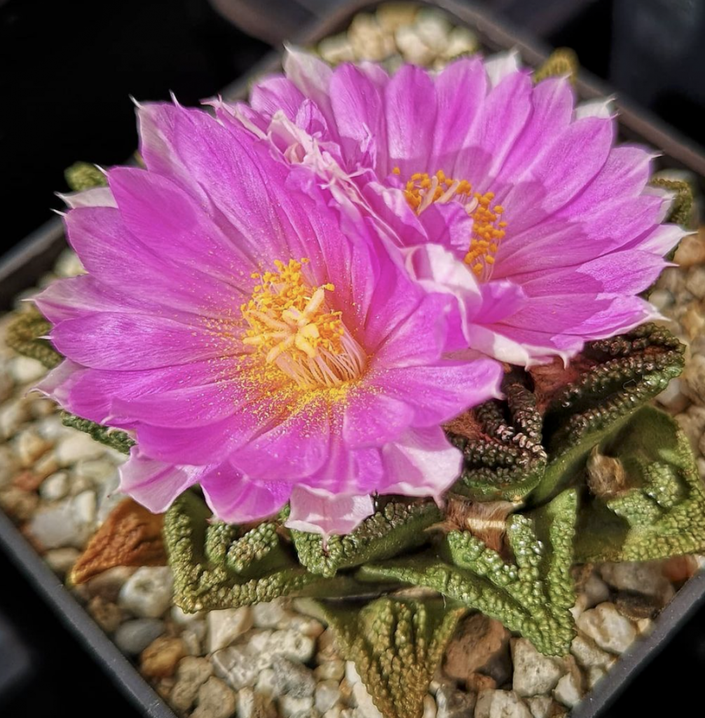 Ariocarpus Bravoanus Cactus Seeds