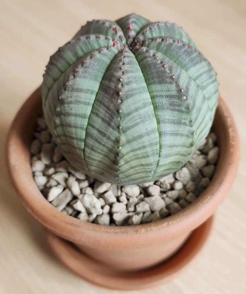 Euphorbia Obesa Seeds | Baseball Plant