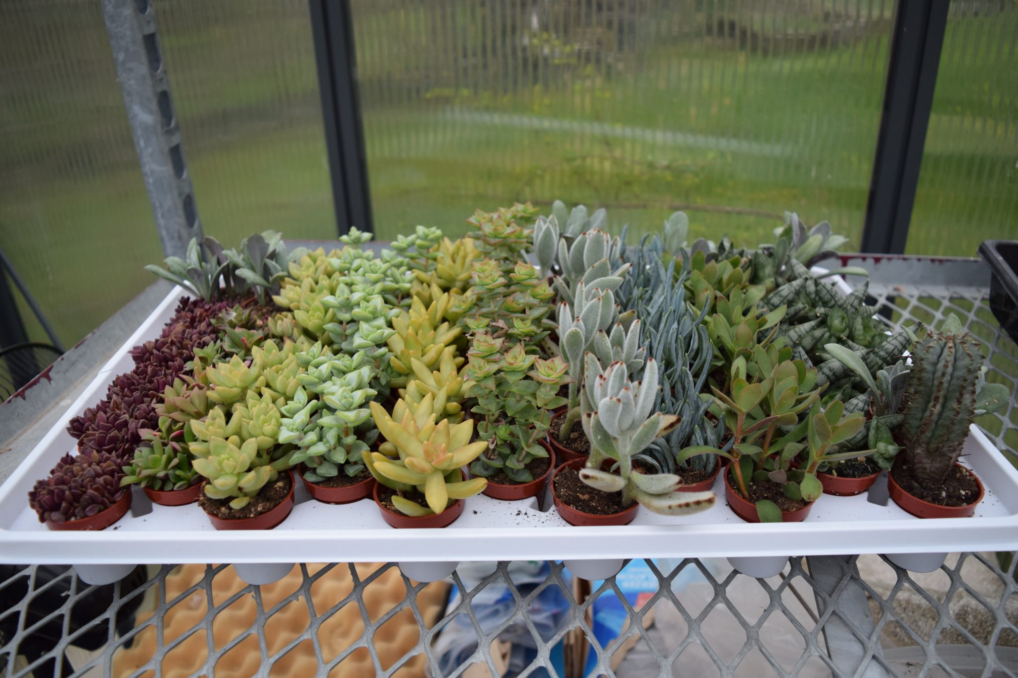 Mini Succulents & Cacti - Cactus Kingdom