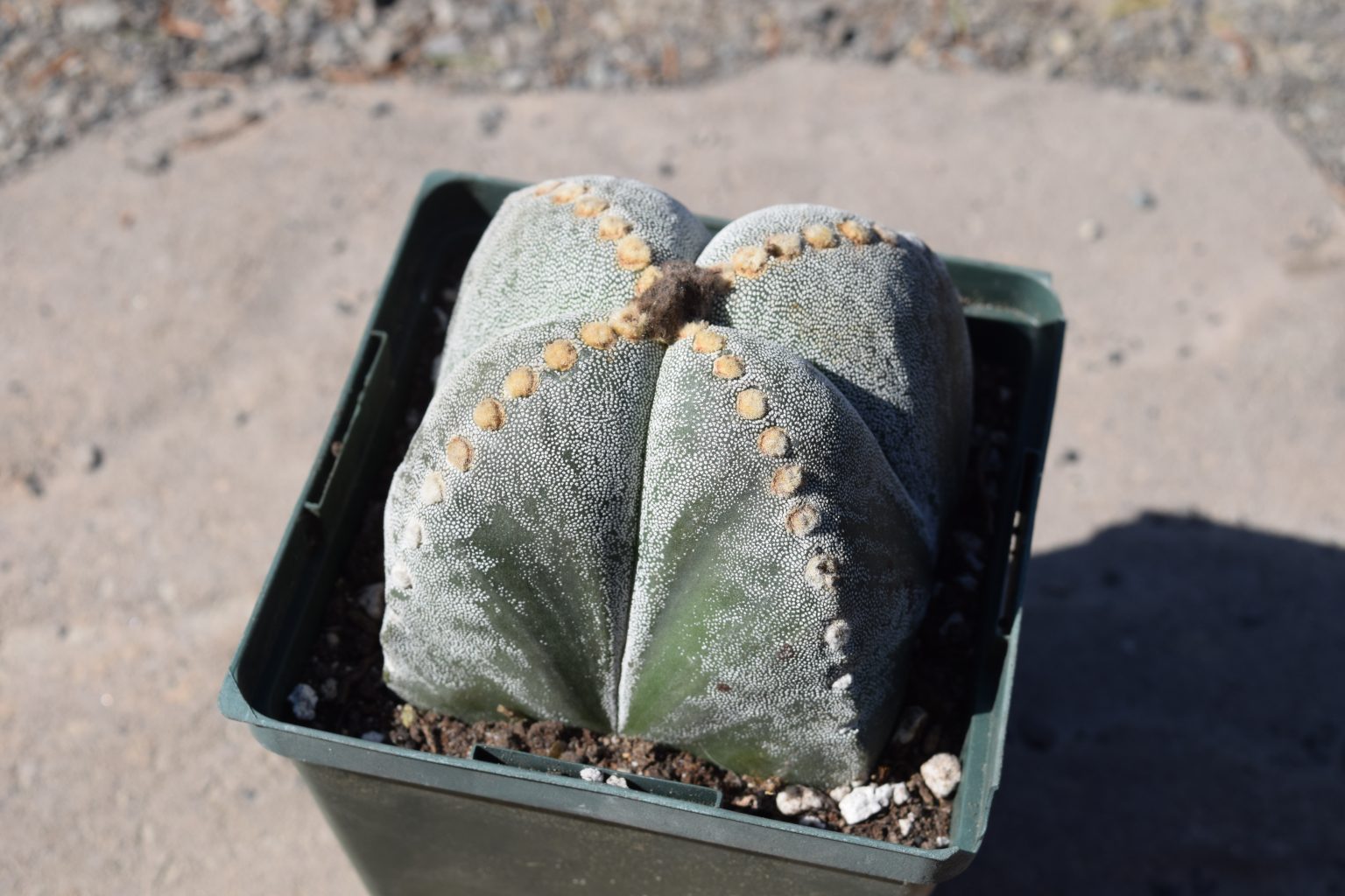 Astrophytum Myriostigma Quadricostatum - Cactus Kingdom Cacti and ...