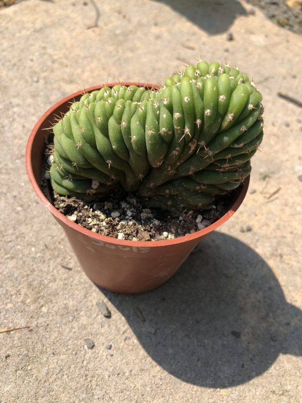 Trichocereus Pachanoi f. Cristata | Crested San Pedro Cactus - Cactus ...