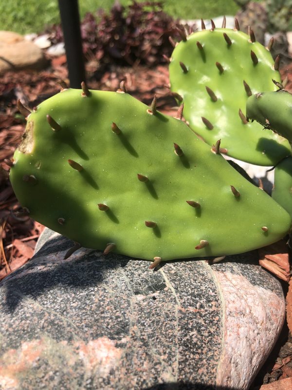 Cold Hardy Prickly Pear | Spineless Opuntia Cactus - Cactus Kingdom ...