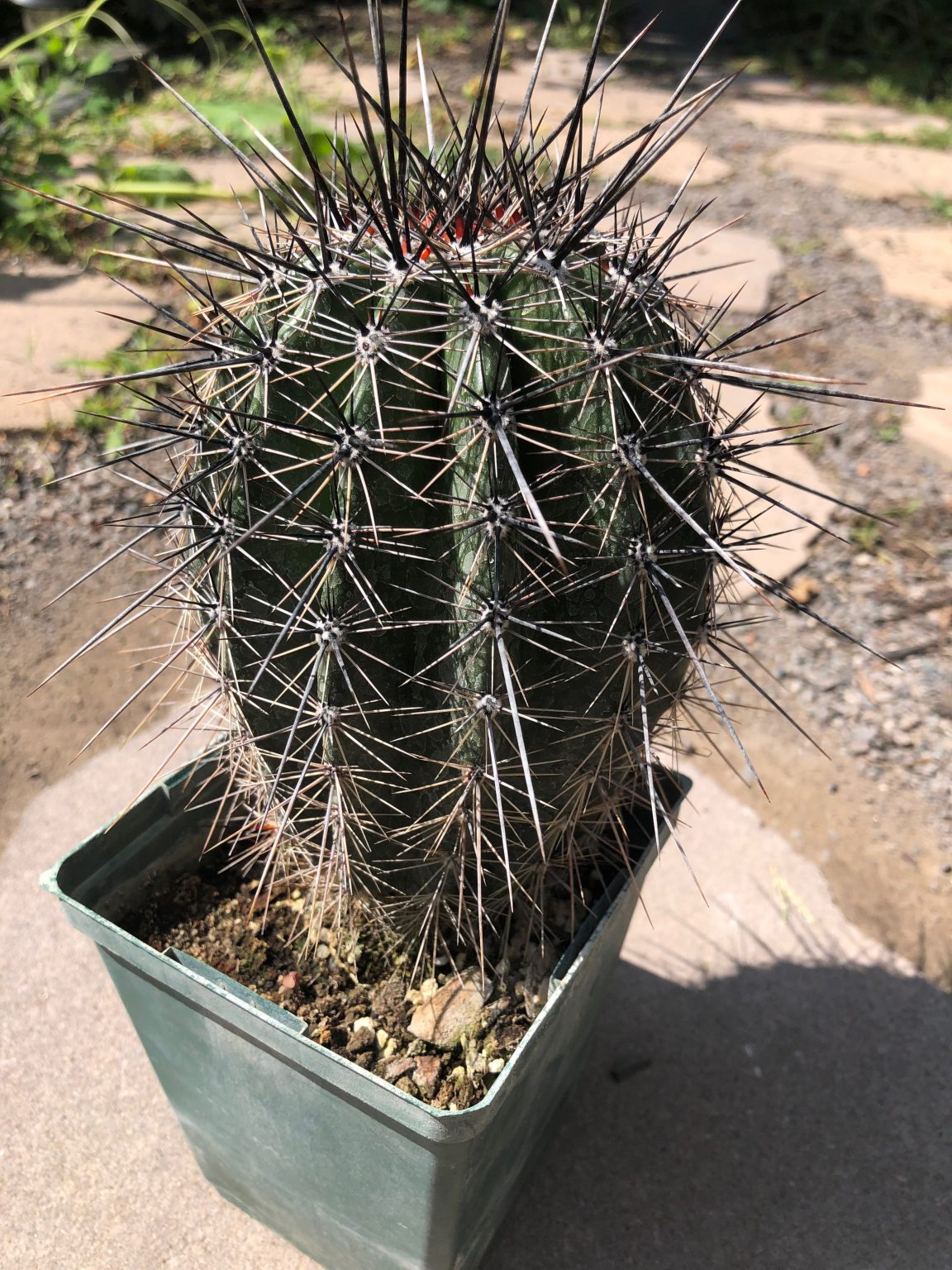 Carnegiea Gigantea | Giant Saguaro Cactus - Cactus Kingdom Cacti and ...