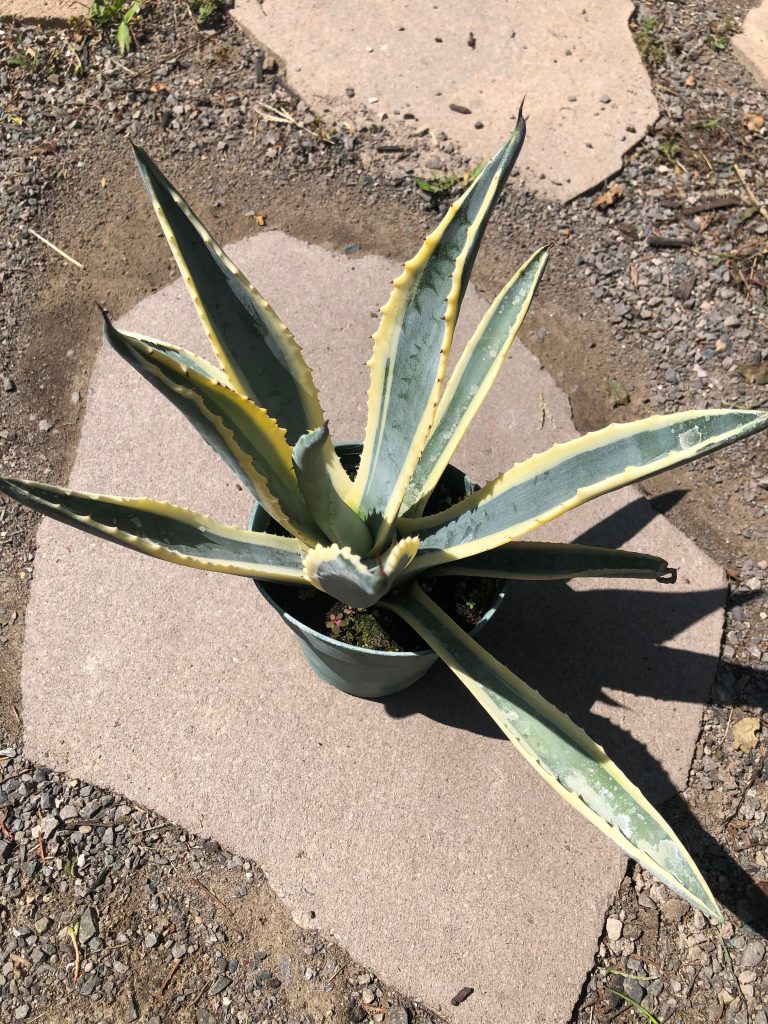Agave Americana Yellow Edge | Variegated Agave - Cactus Kingdom Cacti ...