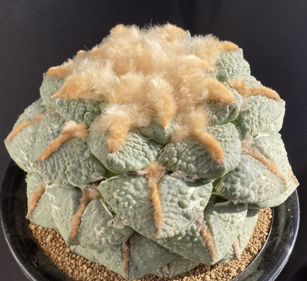 Ariocarpus IIoydii Cactus Seeds - Cactus Kingdom