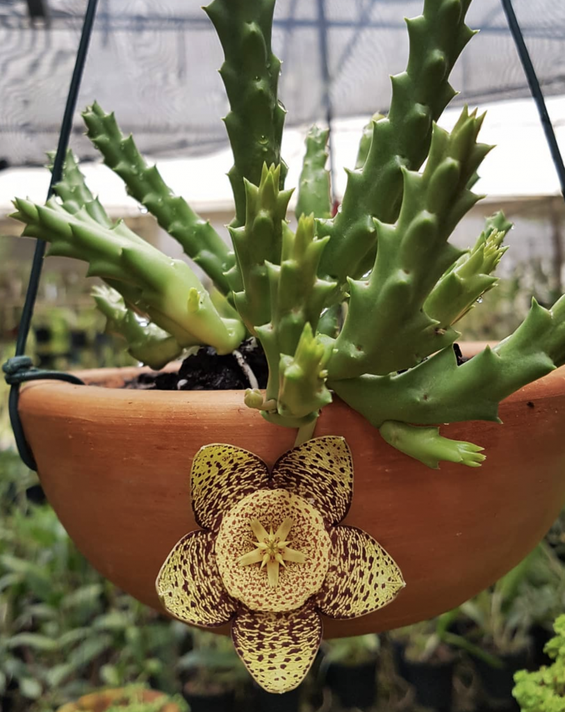 Orbea Variegata | Star Fish Plant - Cactus Kingdom