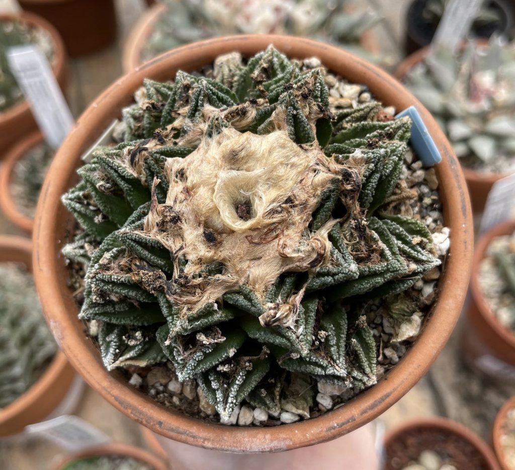 Ariocarpus Fissuratus var. Hintonii Cactus Seeds