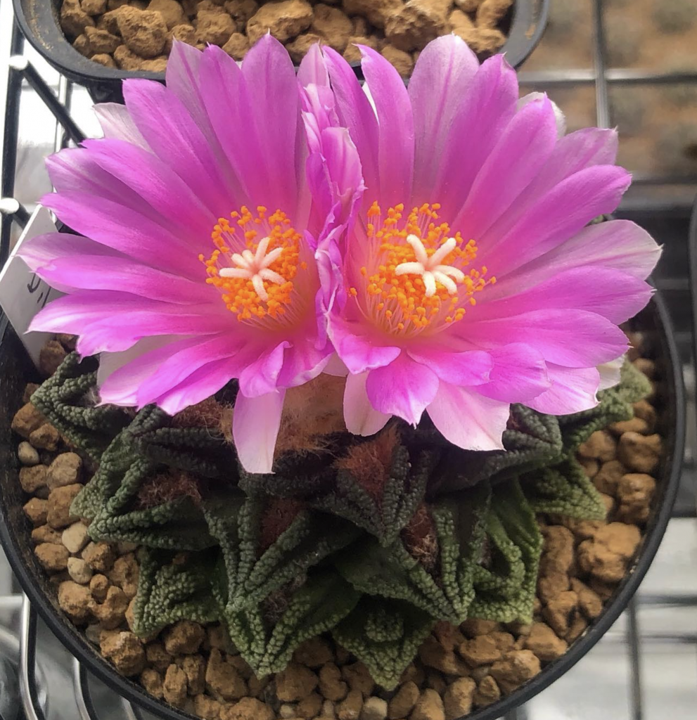 Ariocarpus Fissuratus var. Hintonii Cactus Seeds