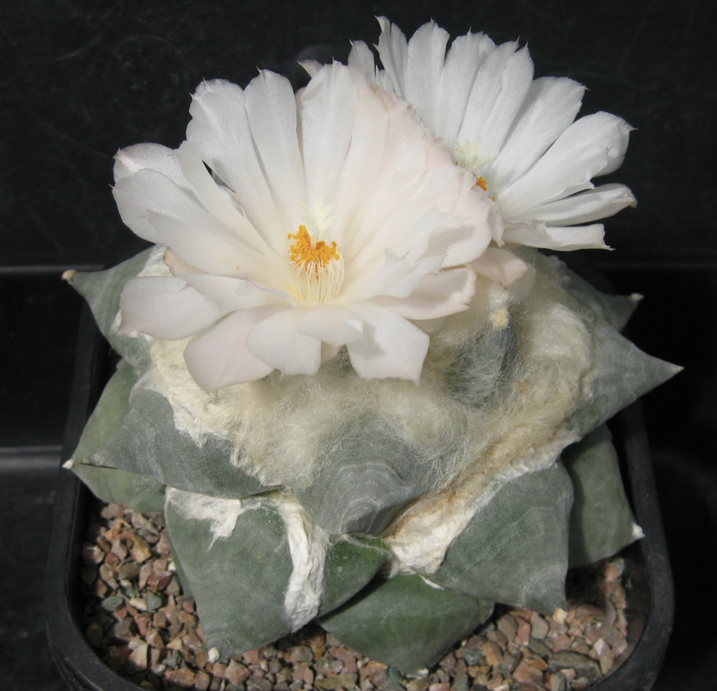 Ariocarpus Furfuraceus var. Rostratus Cactus Seeds