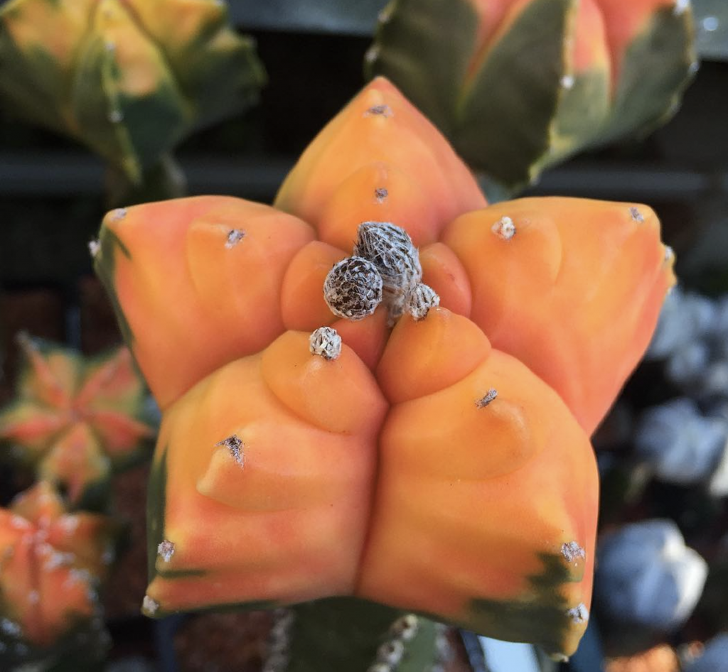 Astrophytum Myriostigma Mutant & Hybrid Cactus Seed Mix - Cactus ...