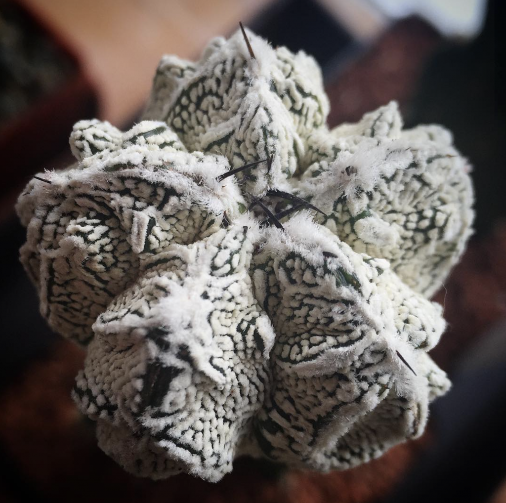 Astrophytum Mutant & Hybrid Mix Cactus Seeds - Cactus Kingdom