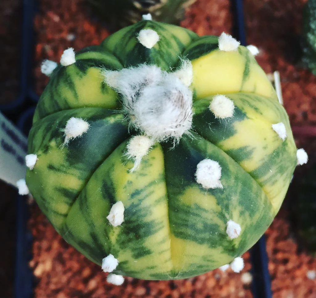 Astrophytum Asterias Mutants & Hybrids Cactus Seeds