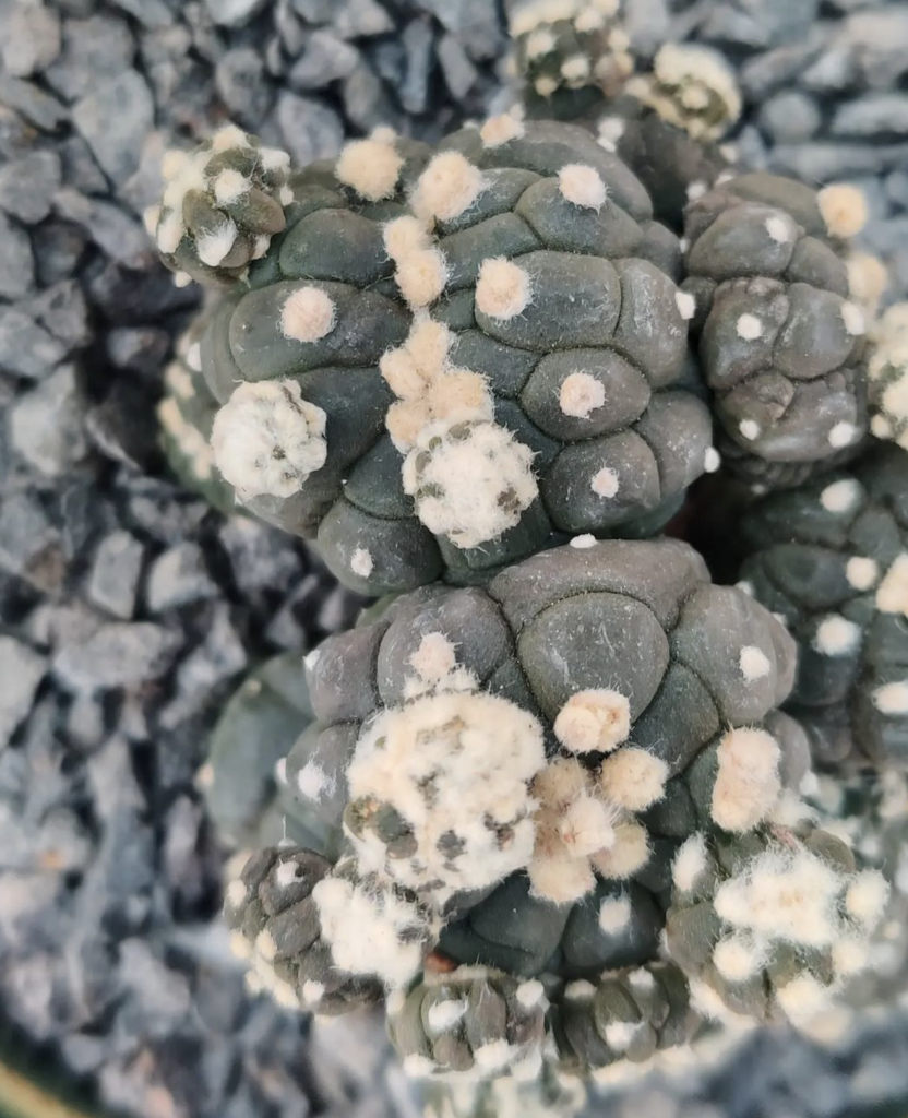 Astrophytum Asterias Mutants & Hybrids Cactus Seeds