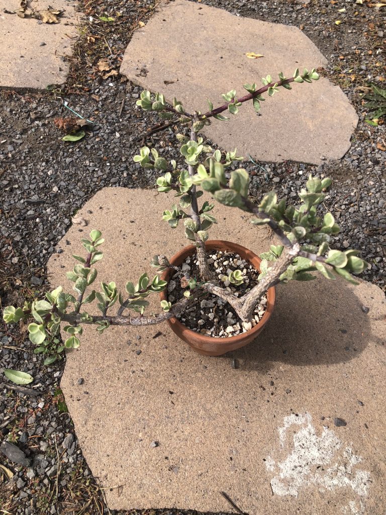 Portulacaria Afra | Elephant Bush Bonsai - Cactus Kingdom Cacti and ...