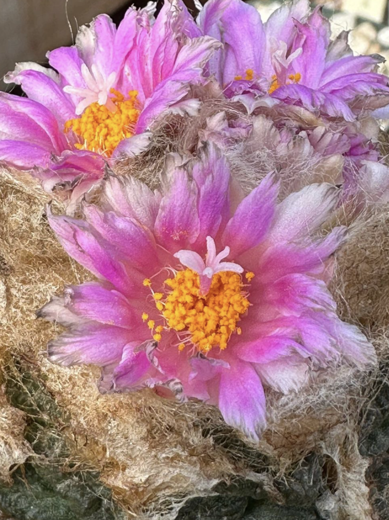 Ariocarpus Confusus Cactus Seeds | Magenta Flower