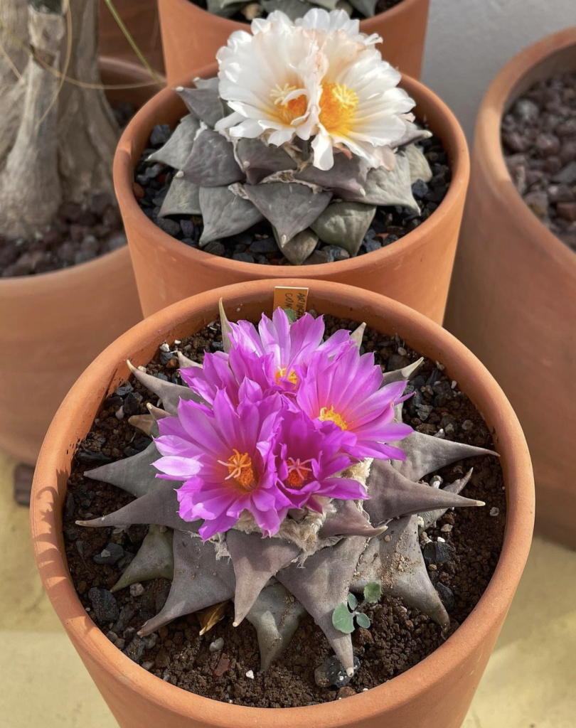 Ariocarpus Confusus Cactus Seeds