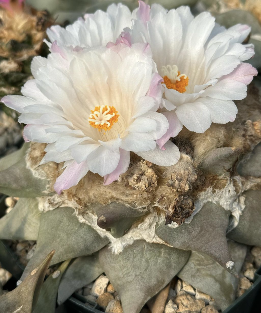 Ariocarpus Confusus Cactus Seeds