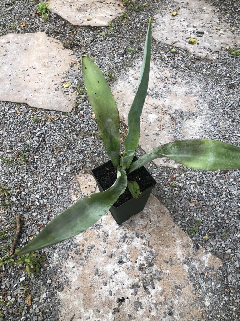 Blue Agave Tequilana | Weber Azul | Tequila Agave
