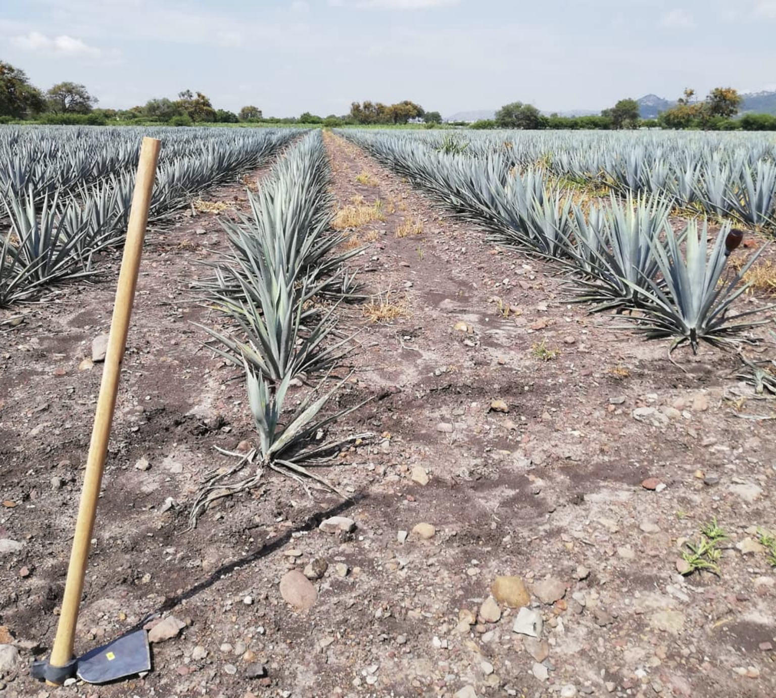 Blue Agave Tequilana | Weber Azul | Tequila Agave